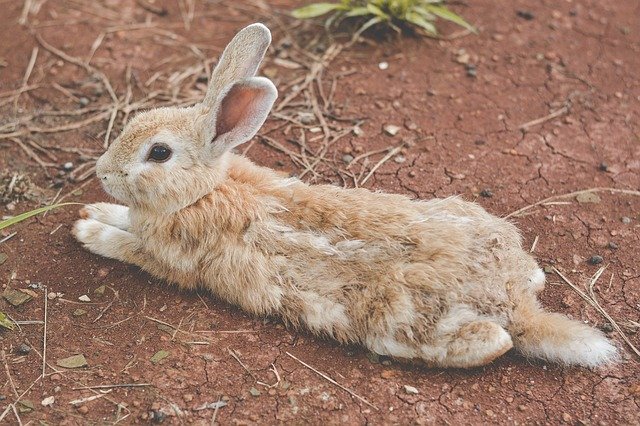 European Pharmacopoeia to Put an End to the Rabbit Pyrogen Test ...