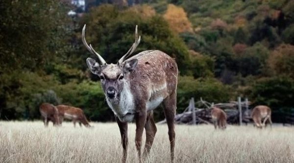 Petition: Save the Sidney Island Deer – Animal Defence and Anti ...